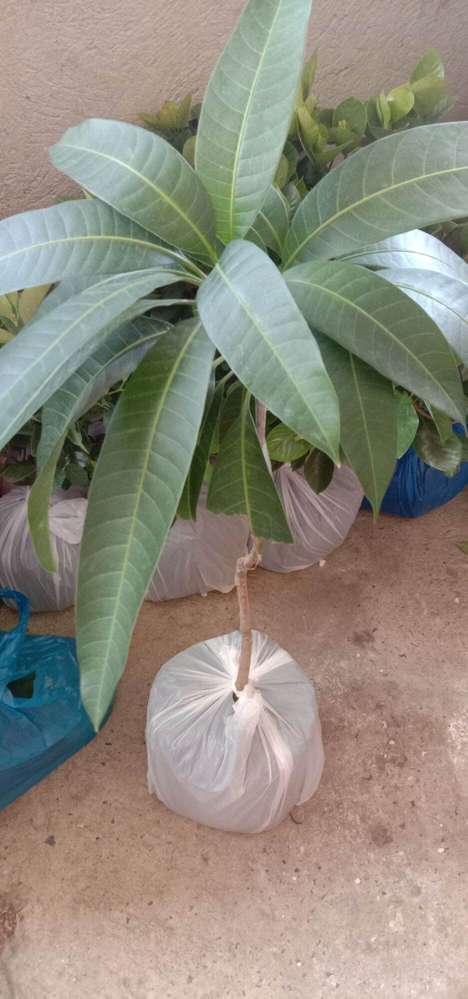 Sweet Grafted Catimon Mango Tree Plant | Lazada PH