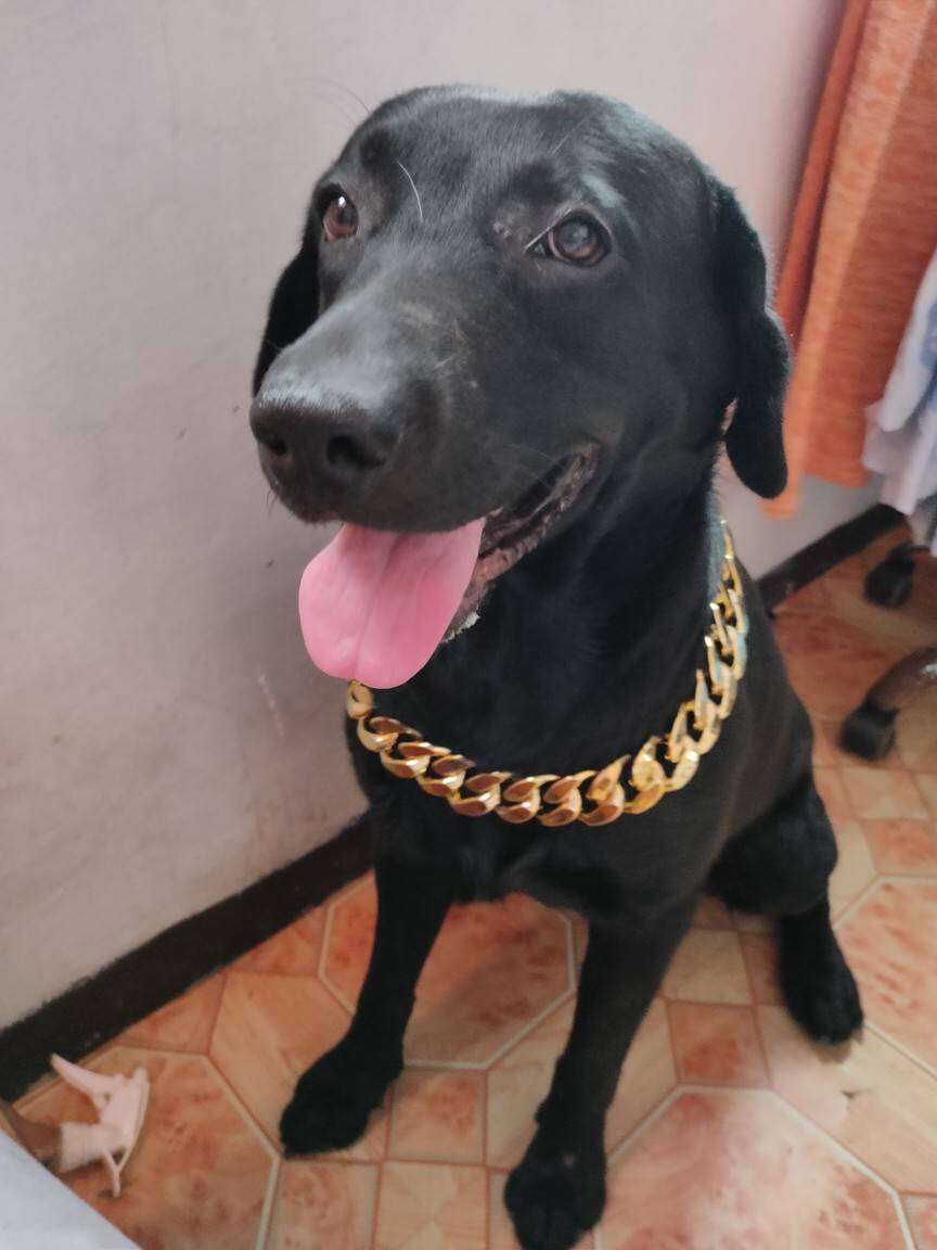 2023ah Oversized Dog Pet Neckband Necklace the Labrador Retriever ...