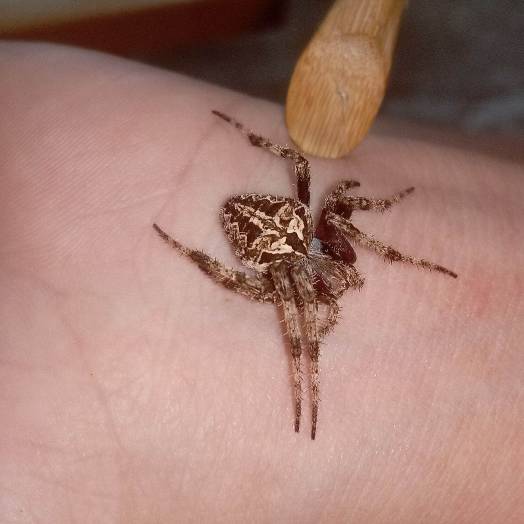 Shop at GAGAMBA SELLER PH with great deals online | lazada.com.ph