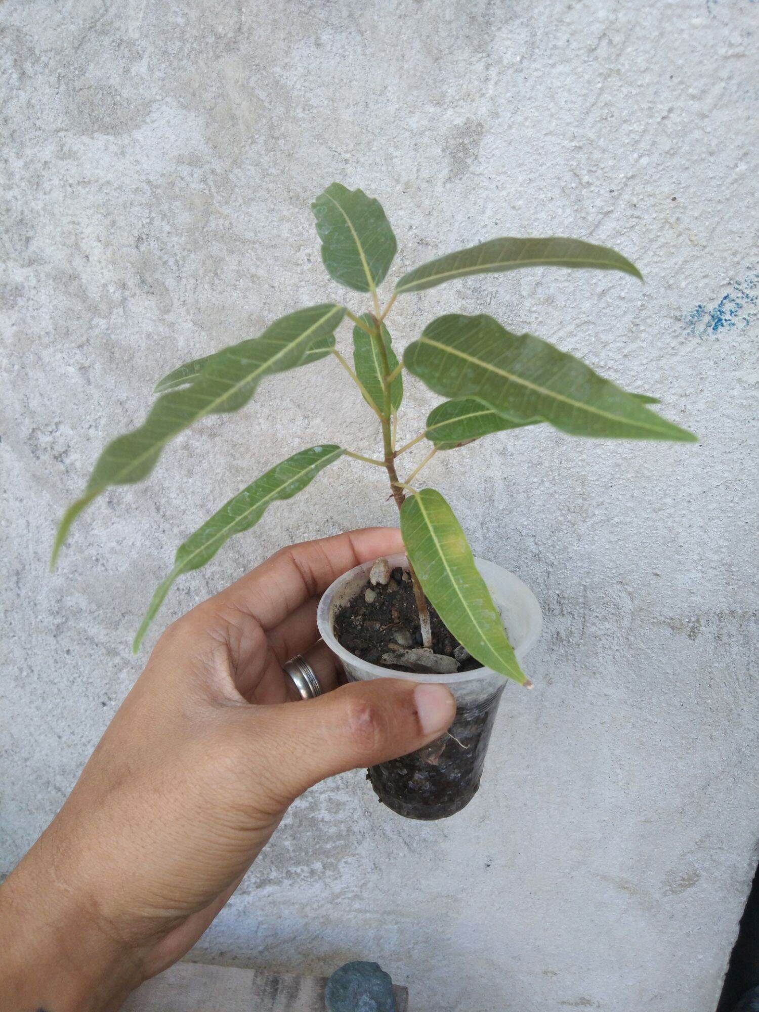 red balete | Lazada PH