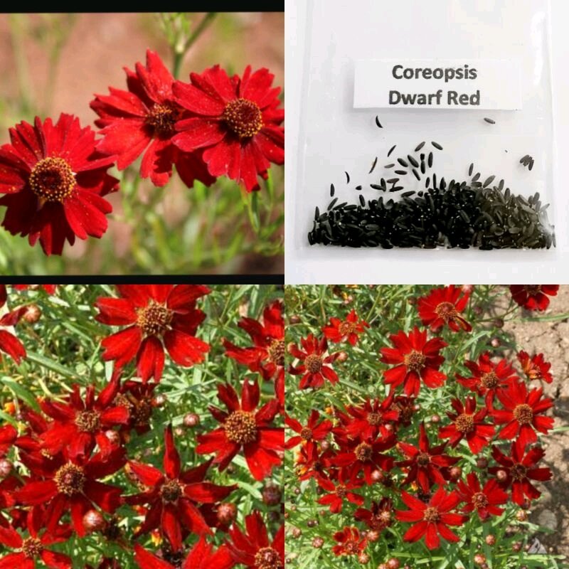 COREOPSIS DWARF RED flower seeds | Lazada PH