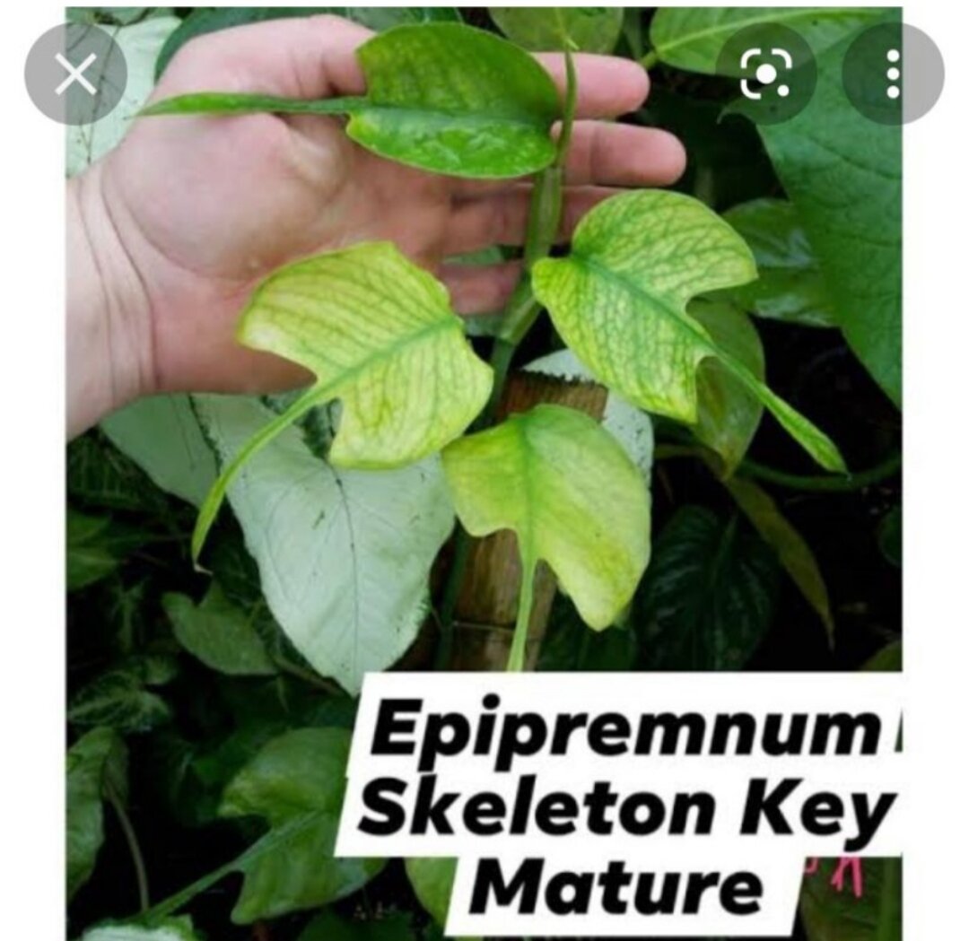 EPIPREMNUM SKELETON KEY 2-3 Leaves | Lazada PH