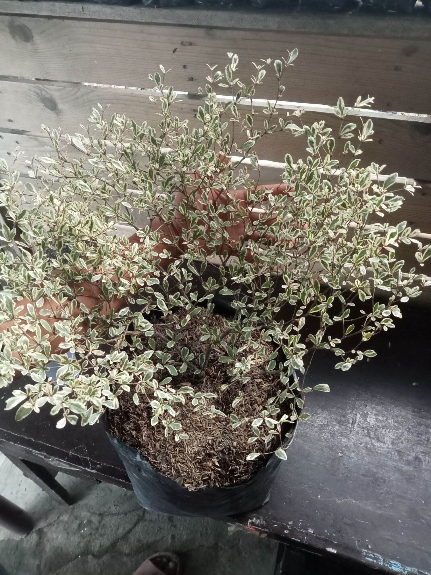 Variegated African talisay / Green African talisay | Lazada PH