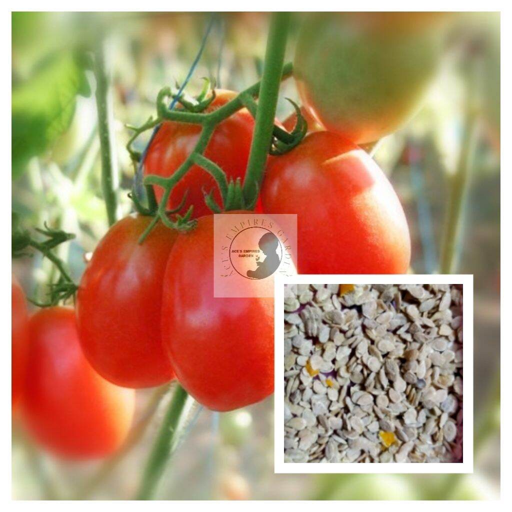 hybrid vegetables repacked seeds for planting Buto pang punla ...