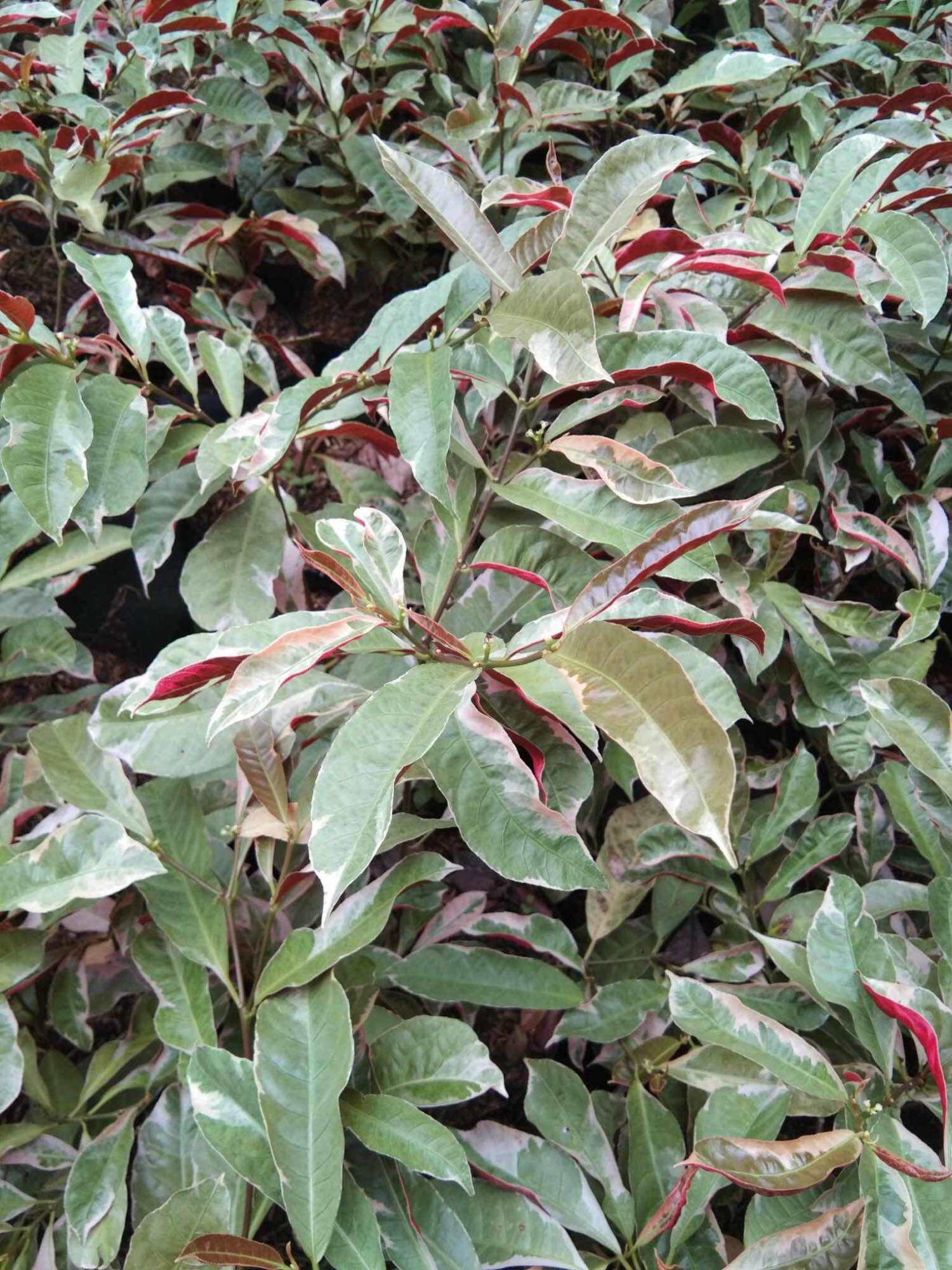 Red picara plant | Lazada PH