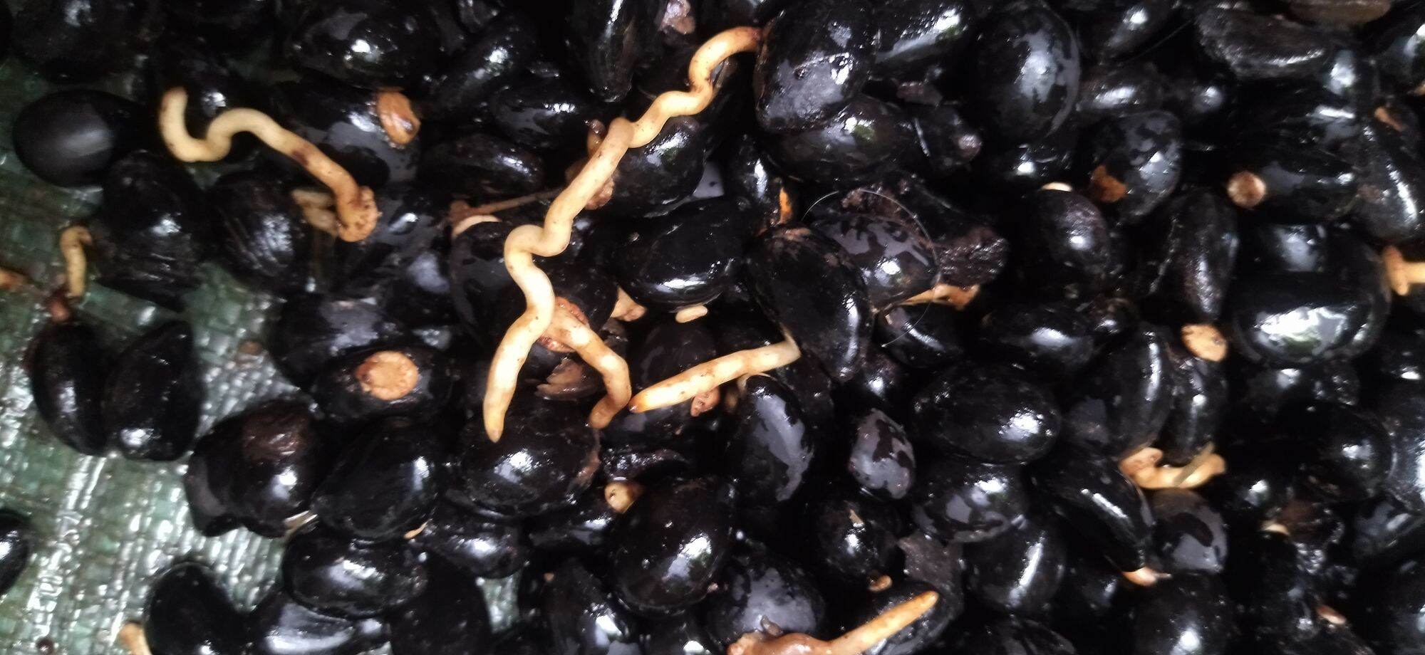 kaong/ sugar palm seeds 100 pcs, | Lazada PH