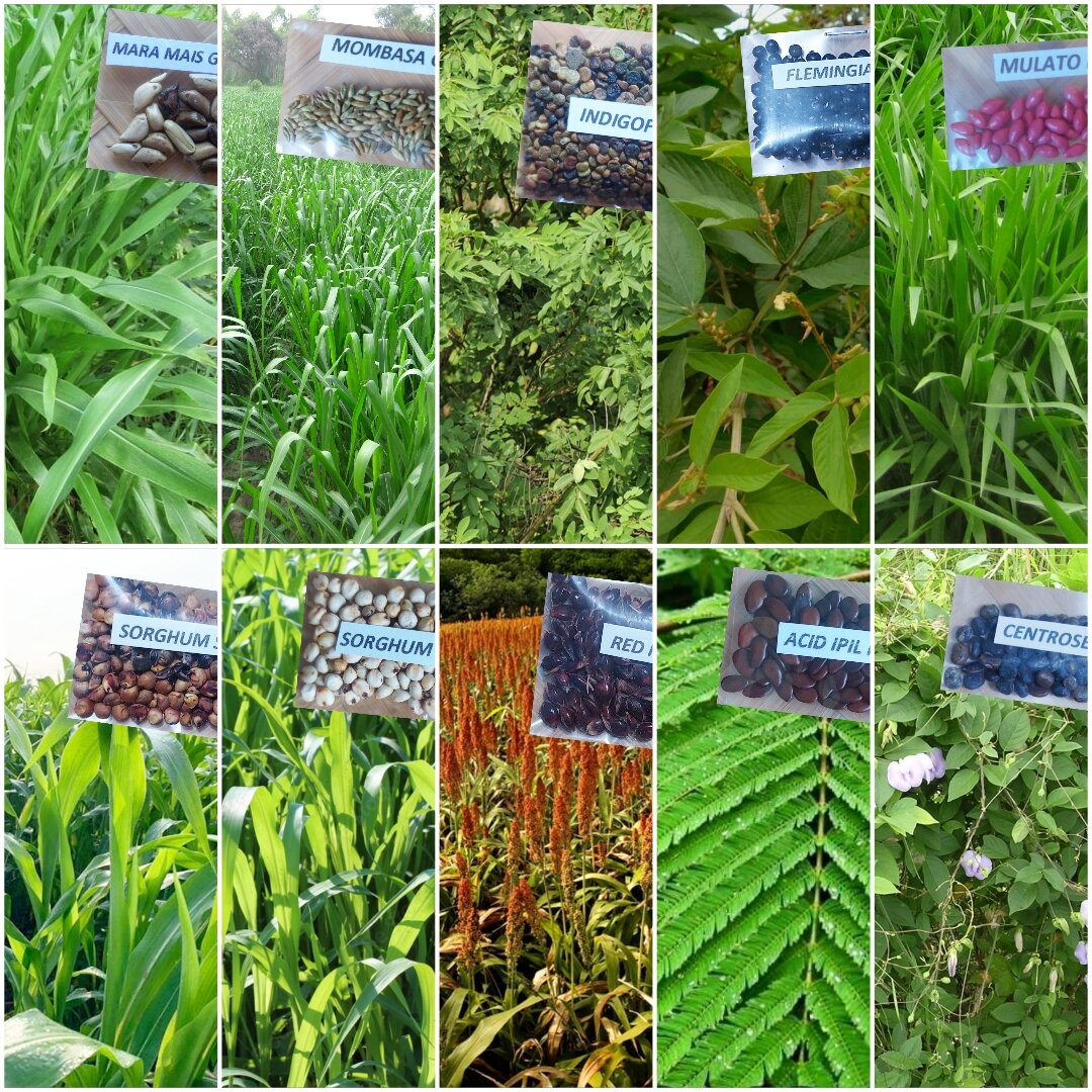 Forage Grass Seeds for Livestocks Mombasa, Maramais, Mulato, Indigofera ...