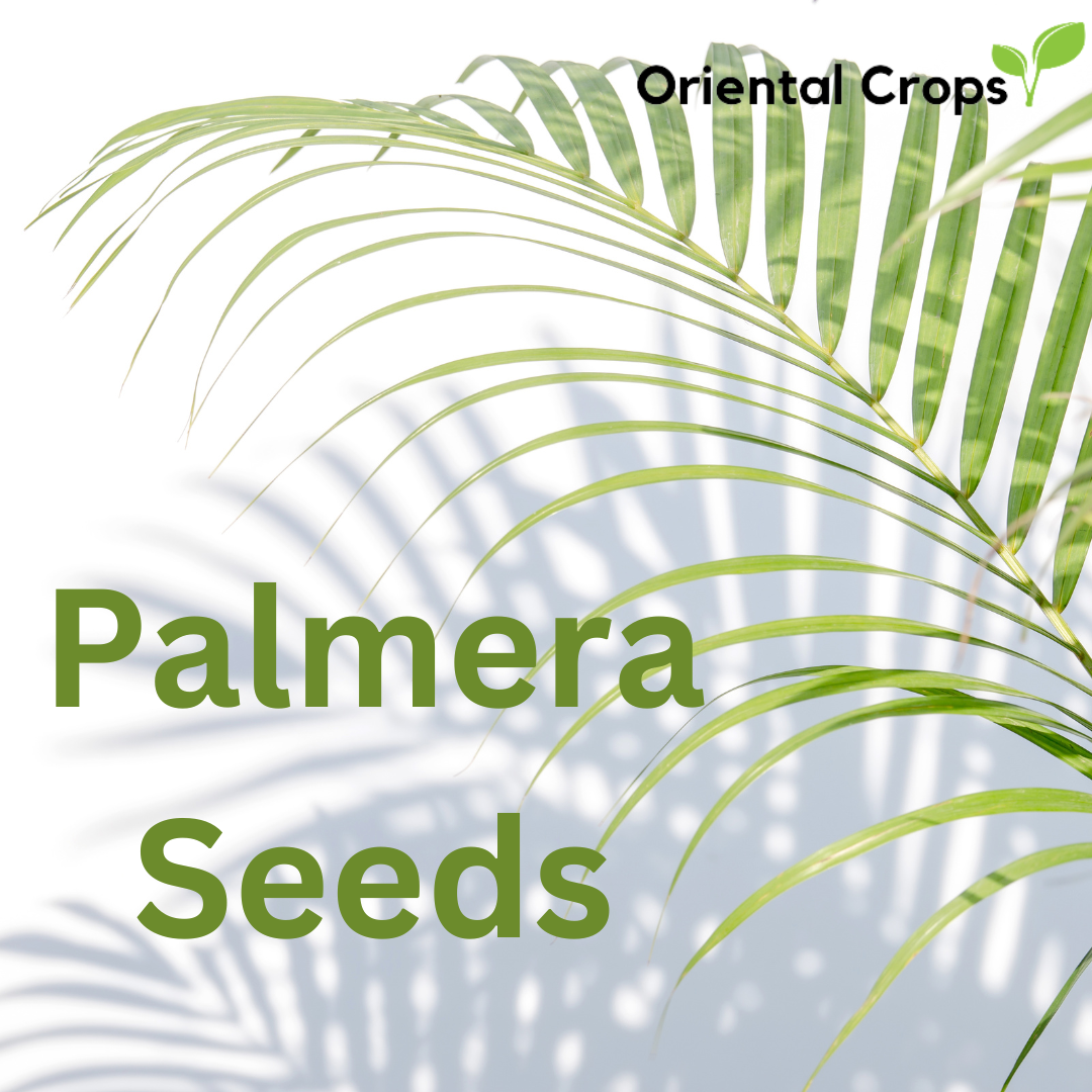 Palmera Palm Tree 5 Seeds for Planting | Lazada PH