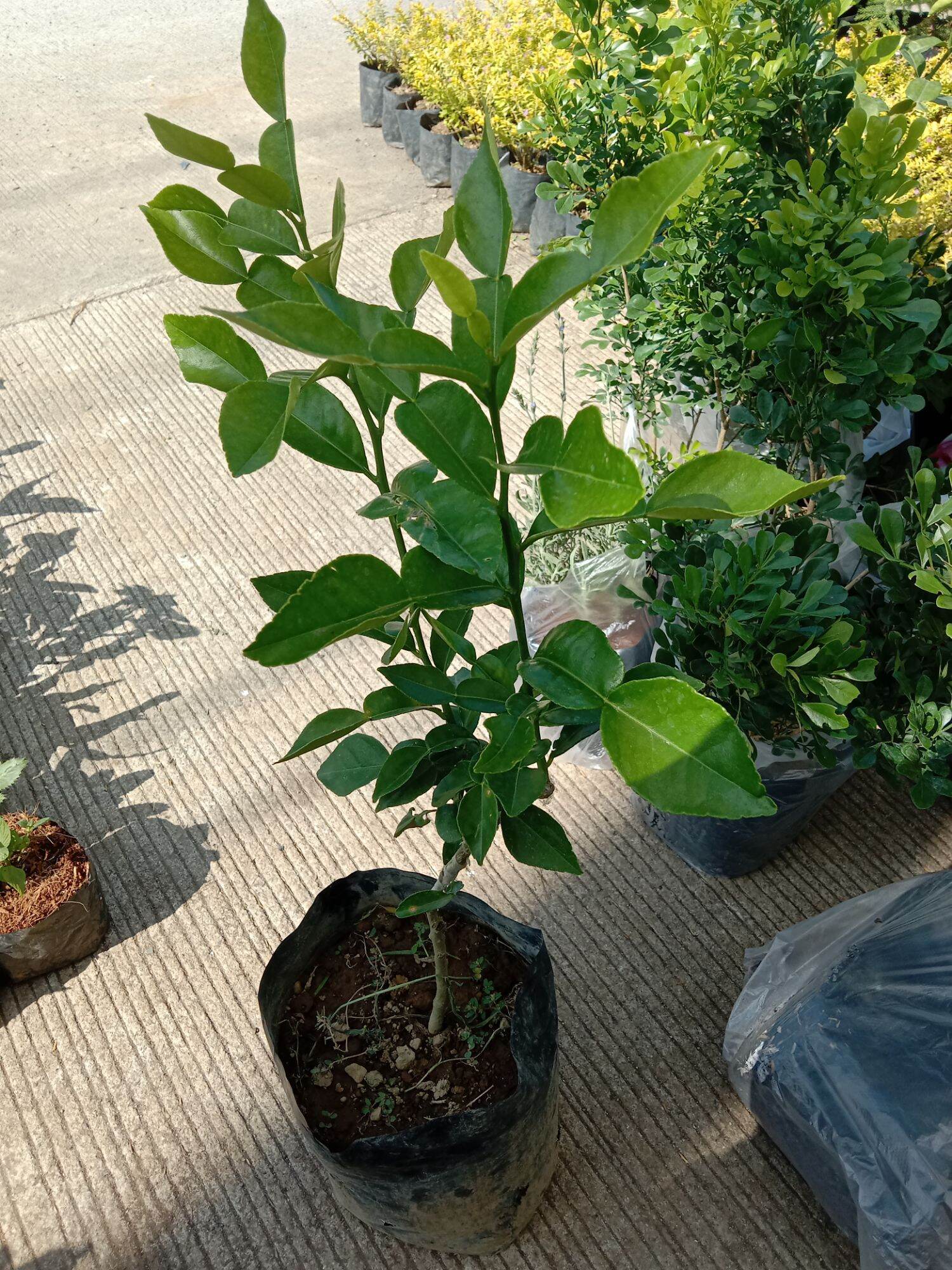 Khaffir lime | Lazada PH