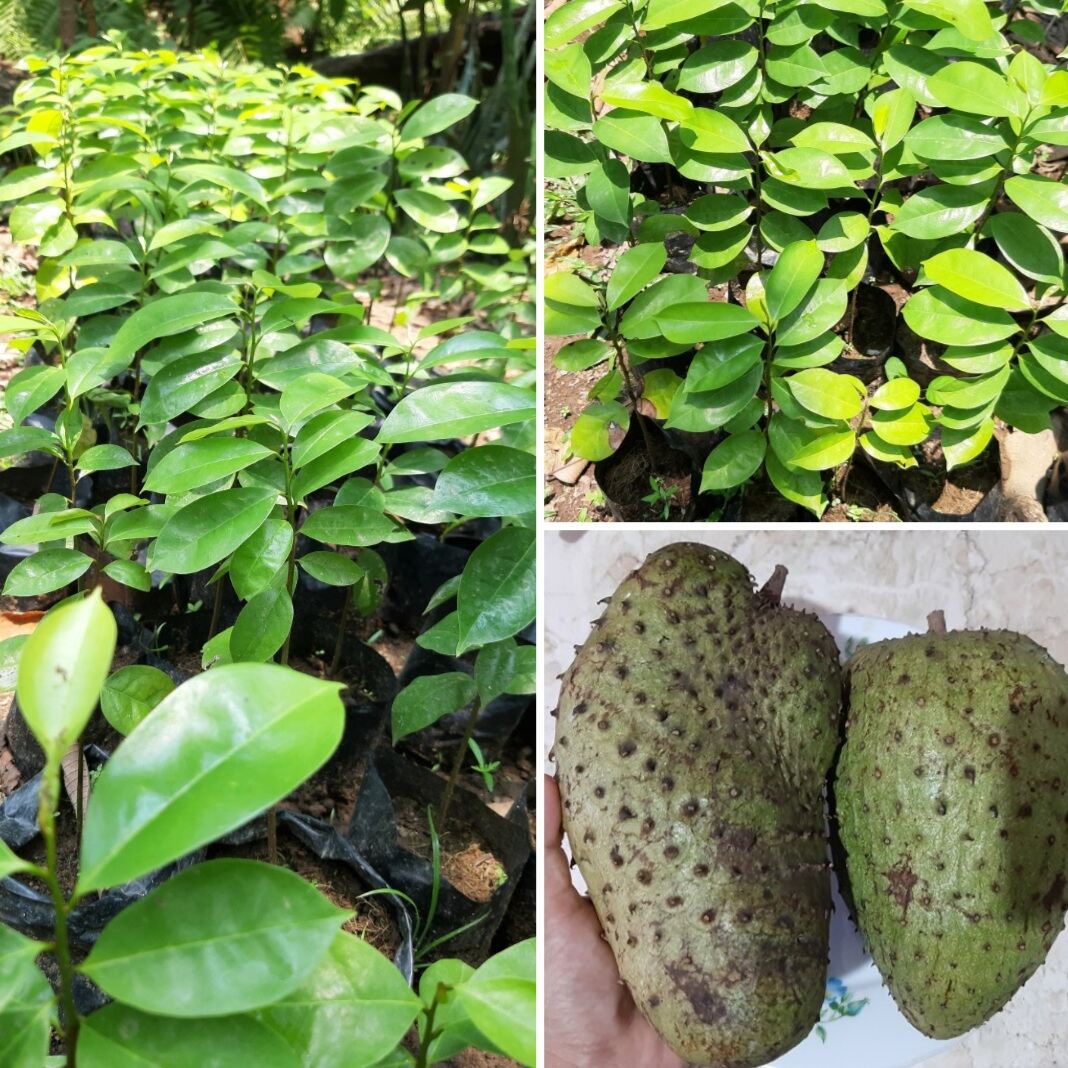 Graviola Tree In Kerala