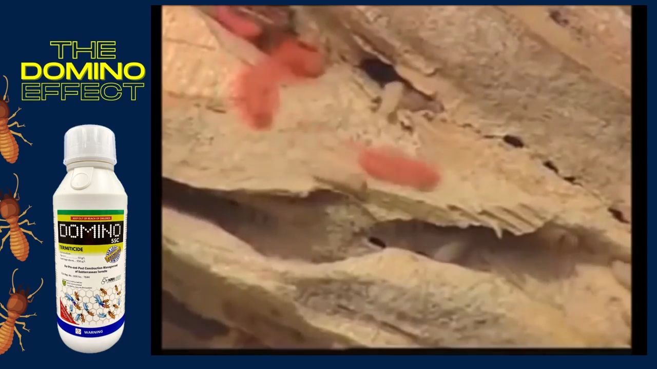 Domino 5SC Fipronil Termiticide Termites Wood Anay Killer Bukbok ...
