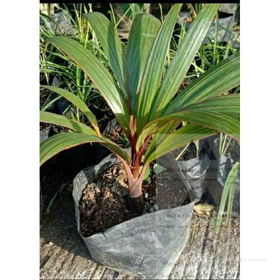 Champagne Palm tree/Bottle palm tree decor Outdoor Tropical Garden ...