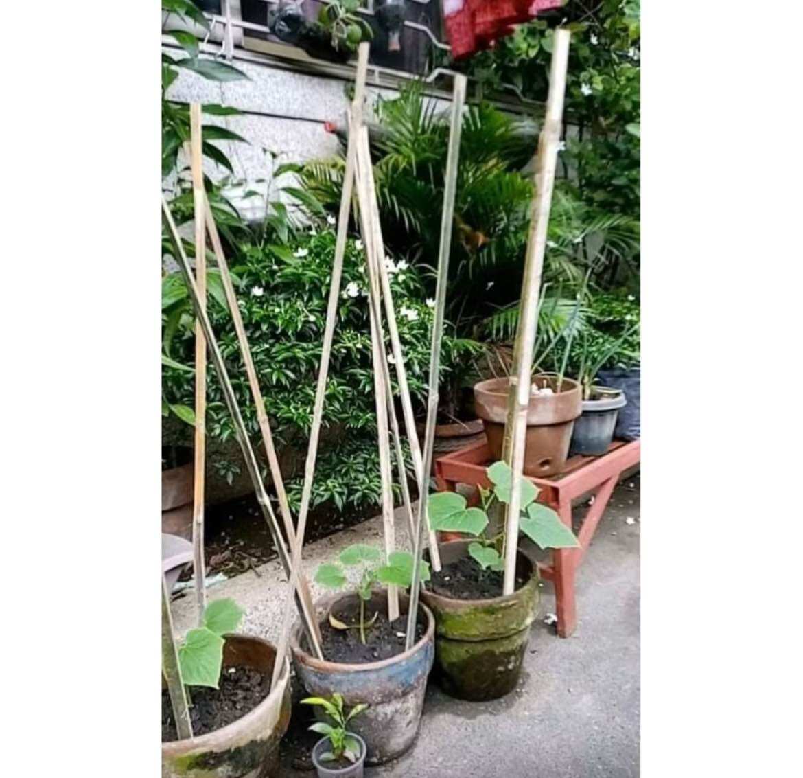 30 PCS BAMBOO STICK PLANT SUPPORT FOR YOUR PLANTS BEST AS ALTERNATIVE ...