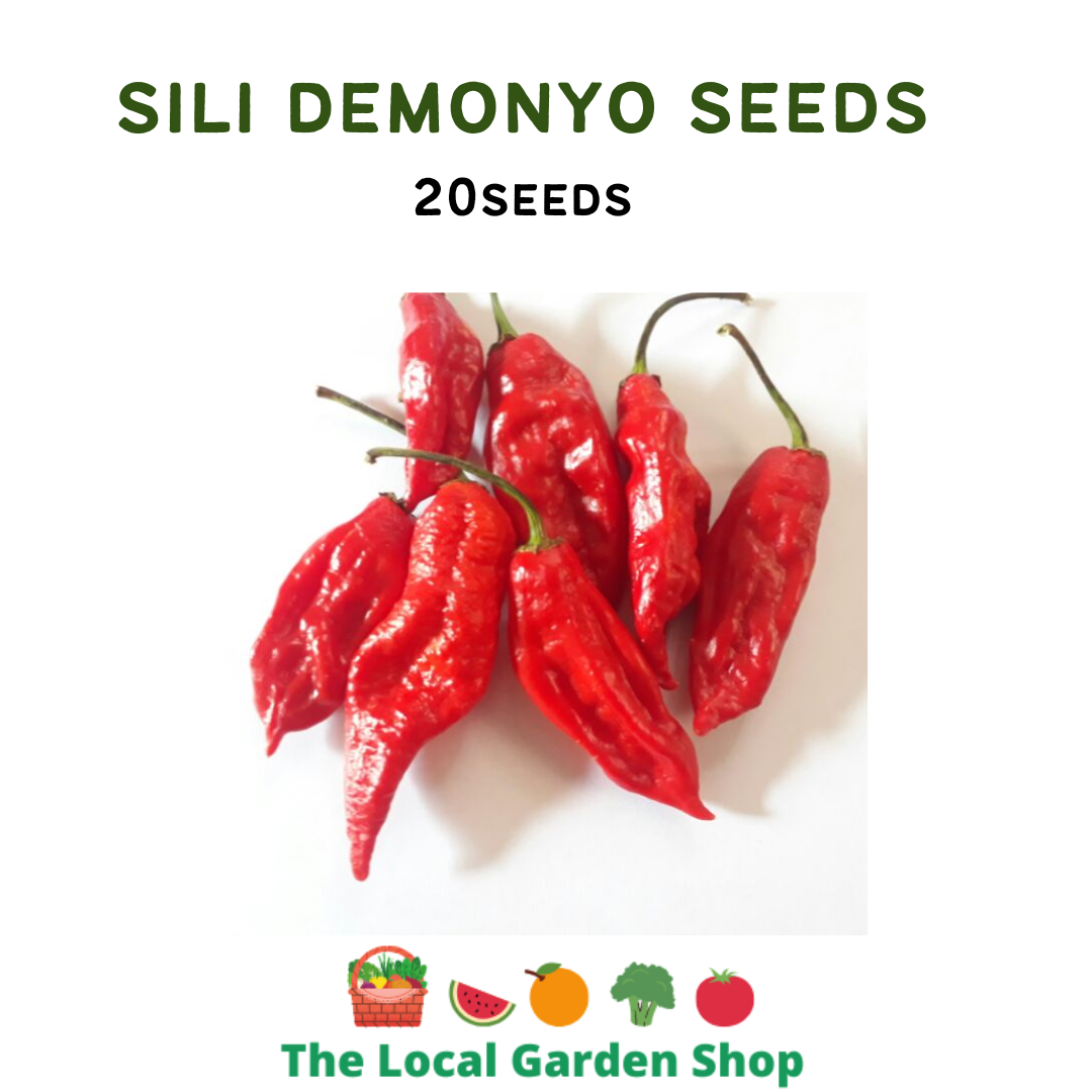 SILI DEMONYO SEEDS - 25pcs seeds | Lazada PH