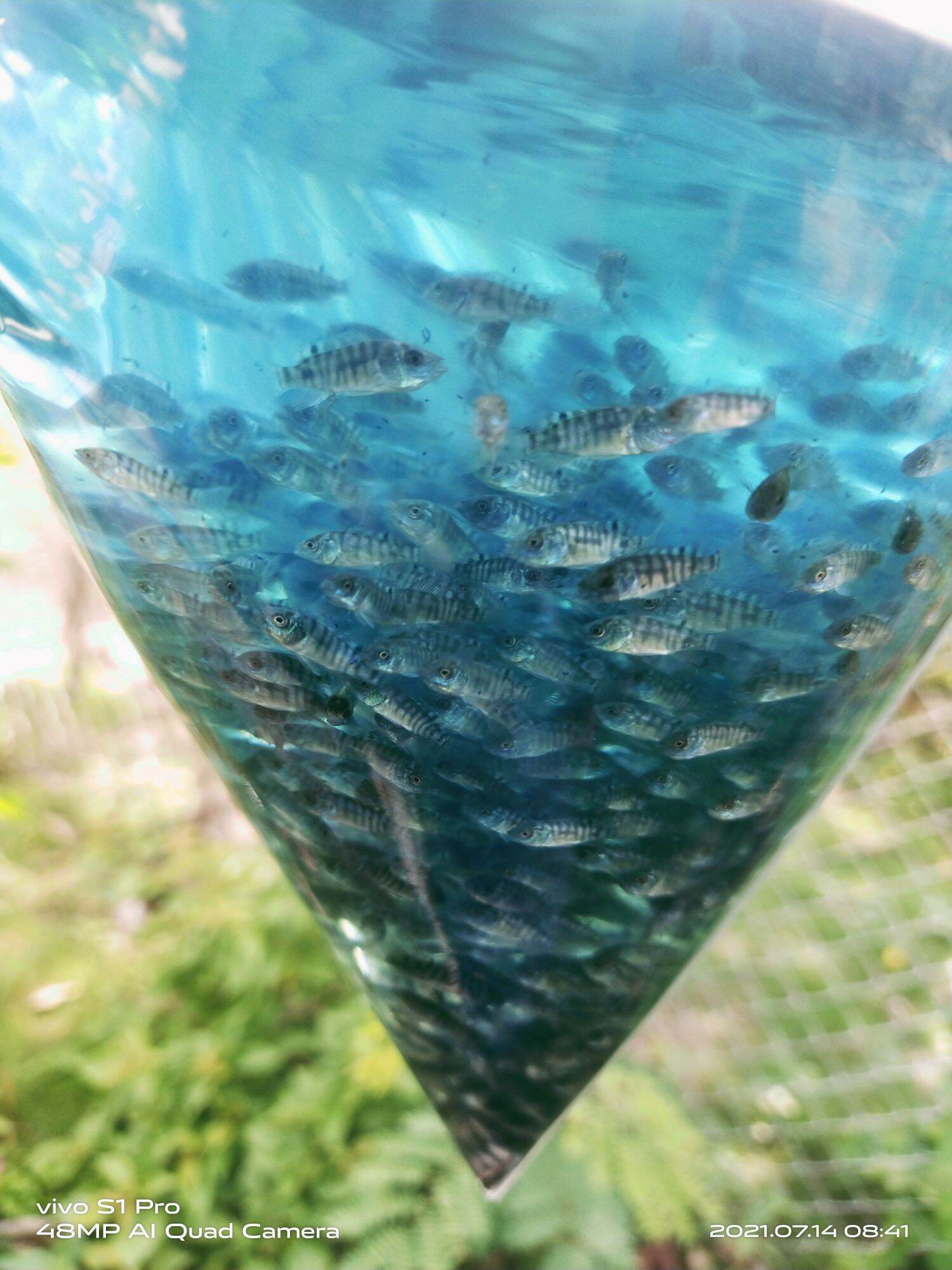 Sr Tilapia Fingerlings 300pcs Minimum Lazada Ph