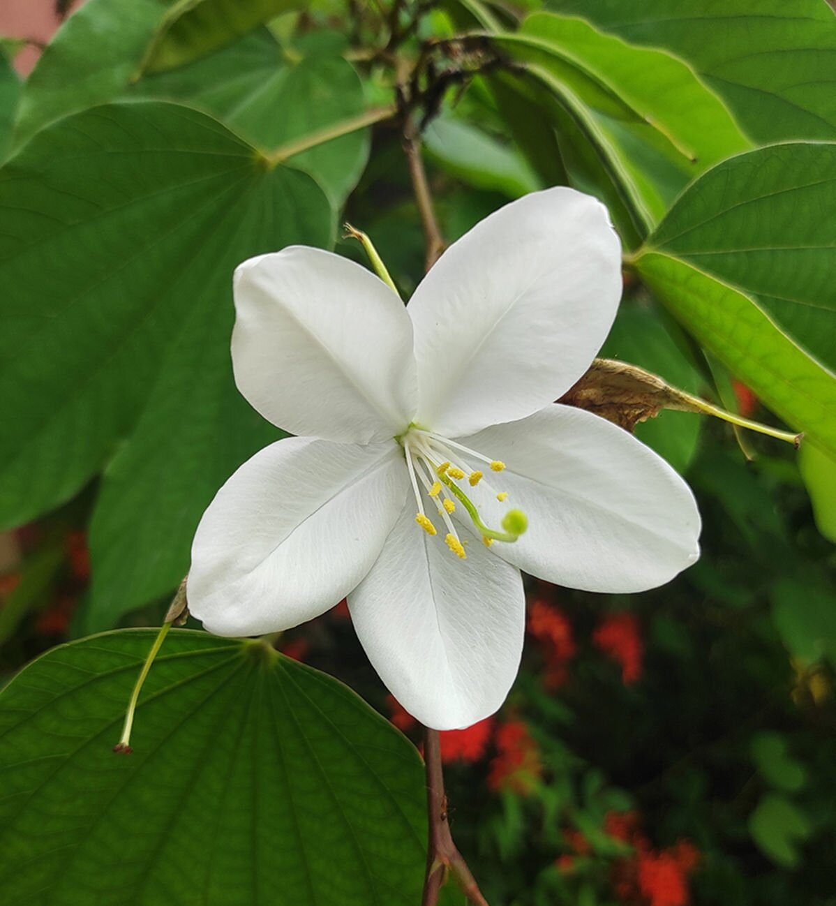 Orchid Tree Dwarf White Orchid Tree /White Bauhinia seedlings | Lazada PH
