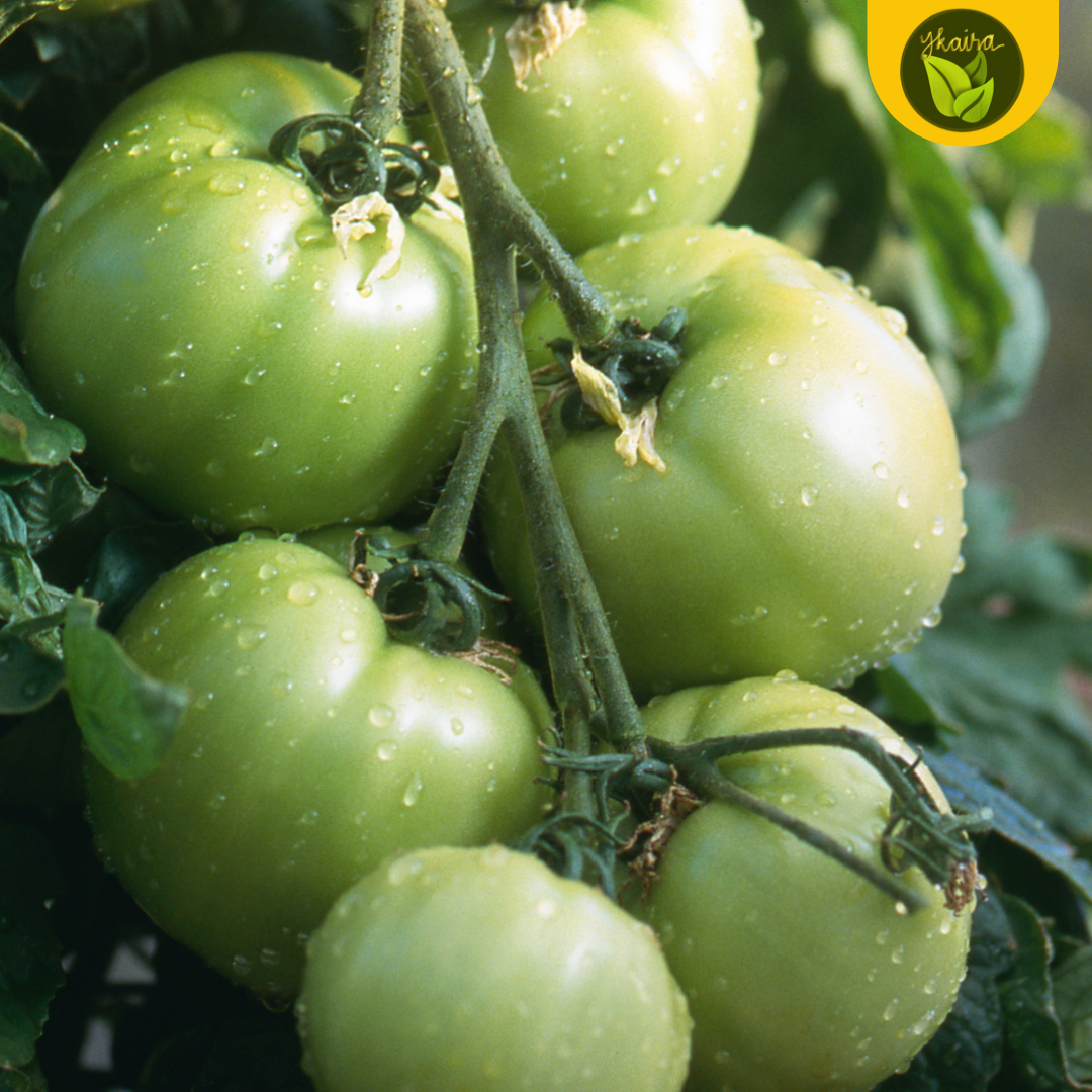 10 seeds for planting binhi pantanim green tomato kamatis | Lazada PH