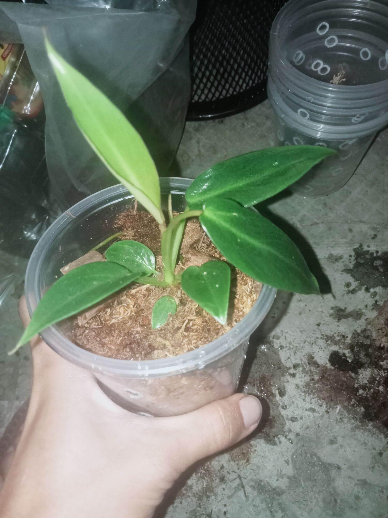 Plant Boomer Official Store in the Philippines, Online Shop 04 2025