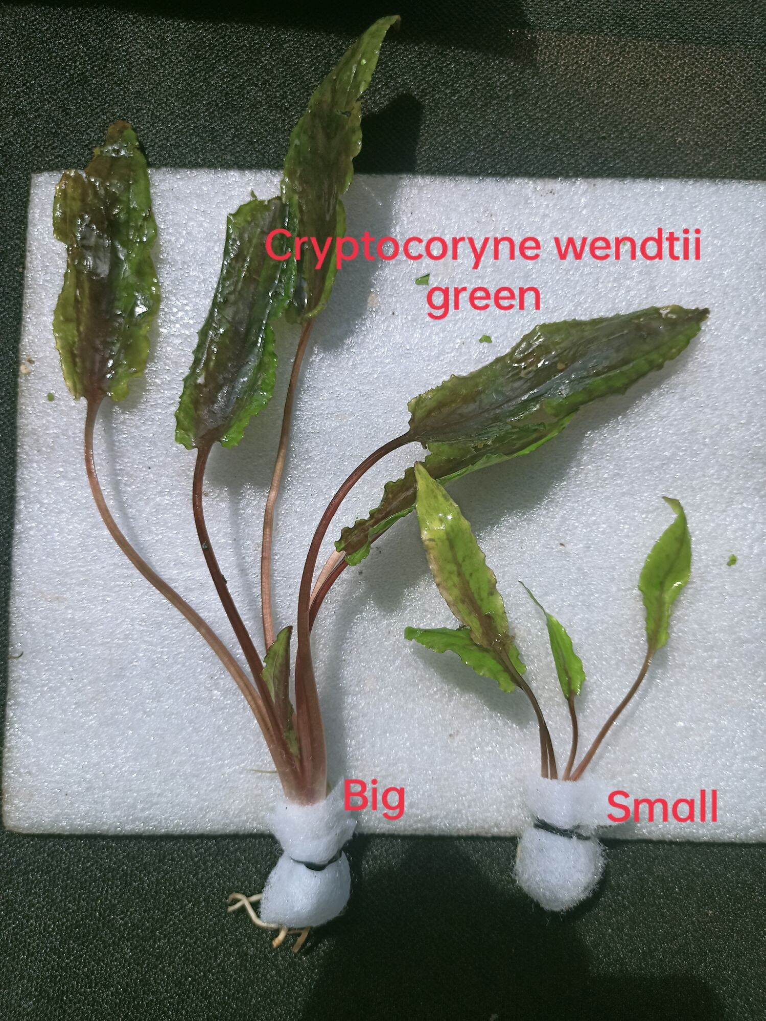 submerged aquatic plants with foam 1 per order you can choose small or ...