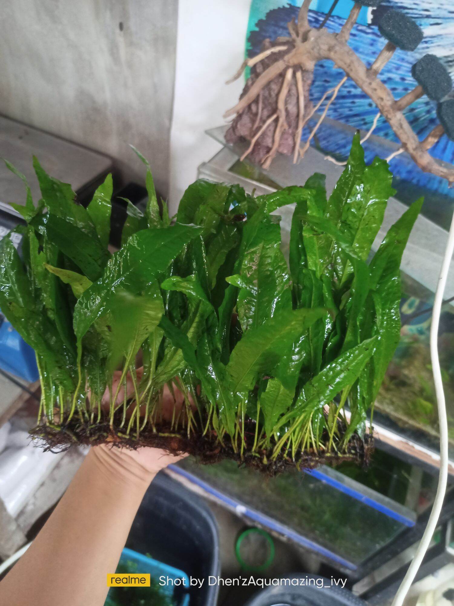 java fern big aquatic plant lowtech | Lazada PH