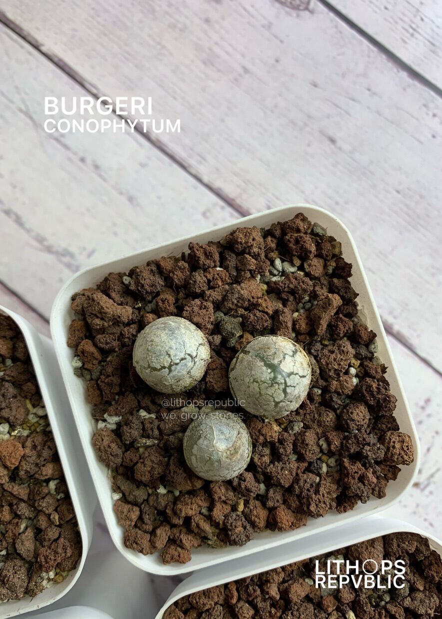 Conophytum Burgeri Rare Burger's Onion Succulent Plants | Lazada PH