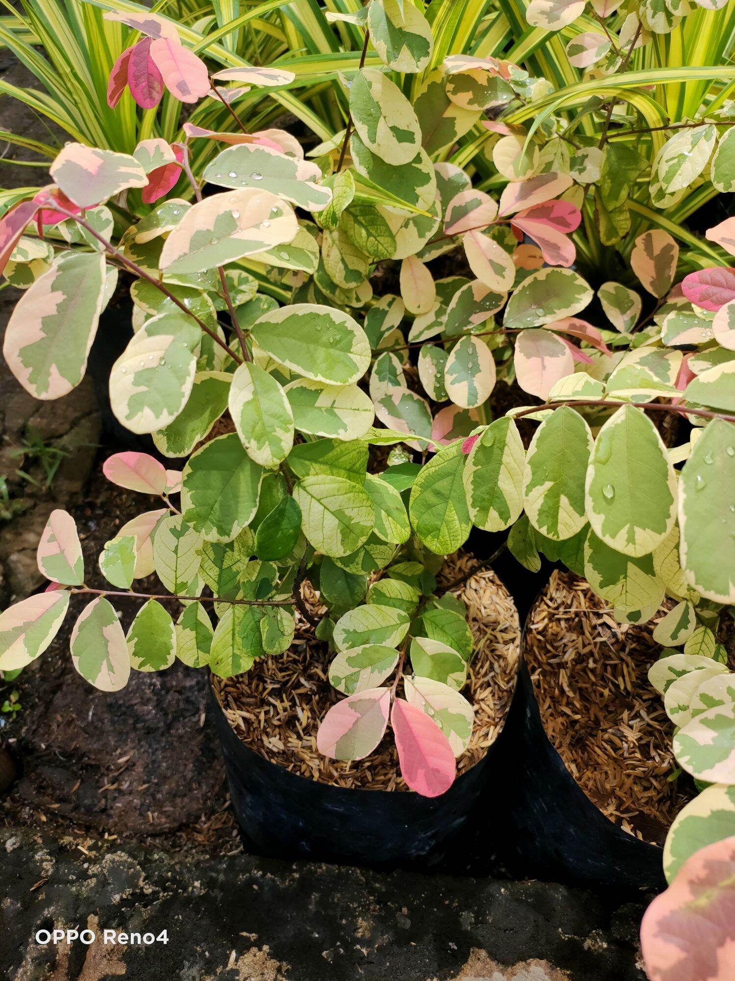 Monaica Plant | Lazada PH