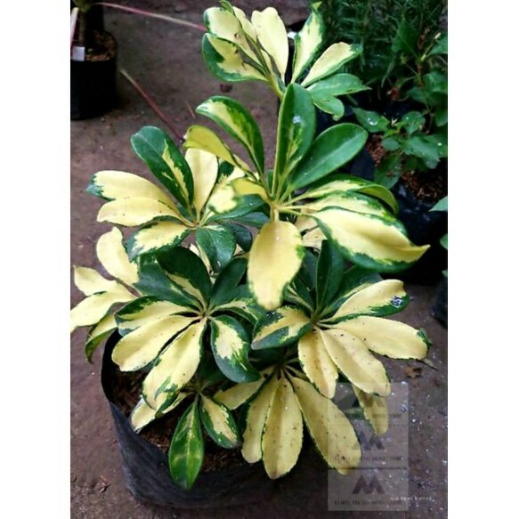 Trinette Schefflera five fingers Umbrella Plant DWARF Variegated ...