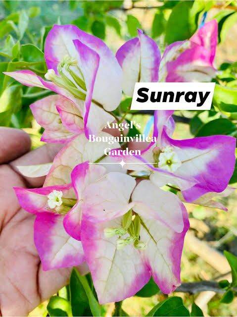 Rare Bougainvillea Cuttings Limited Stocks Only Lazada Ph
