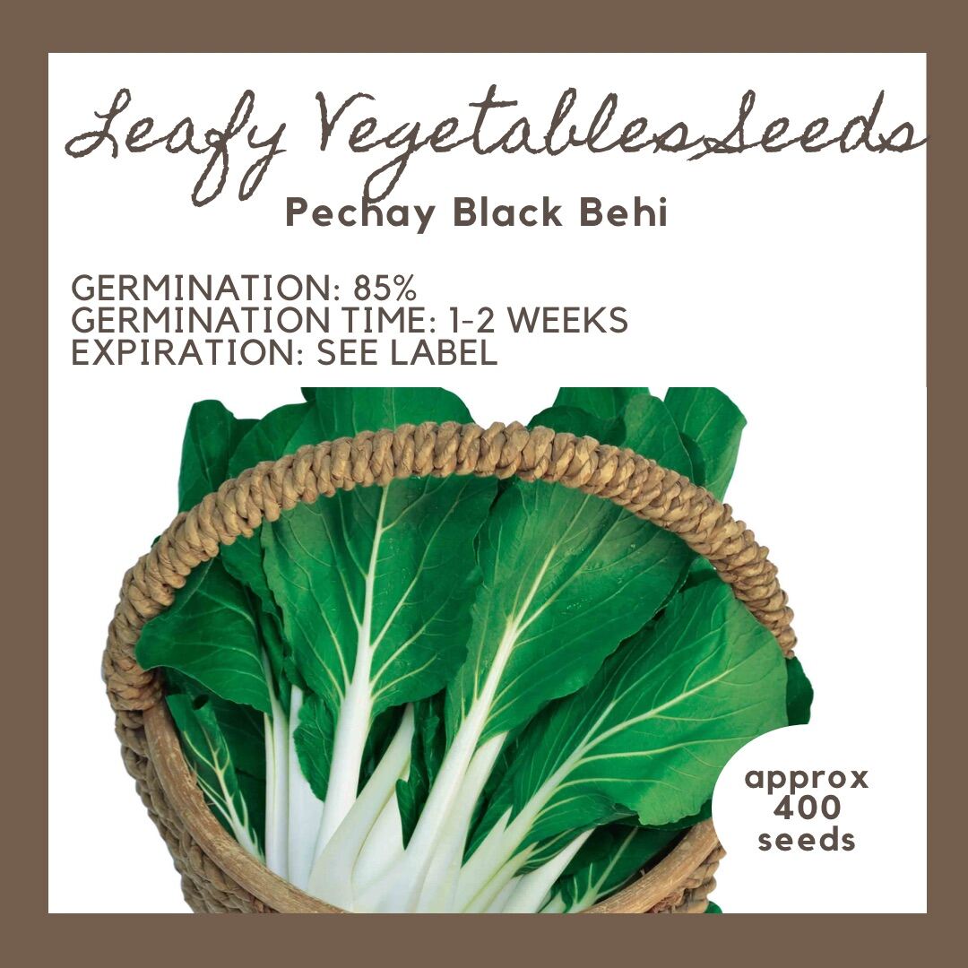 Pechay Black Behi 400 seeds per pack Vegetable seeds | Lazada PH