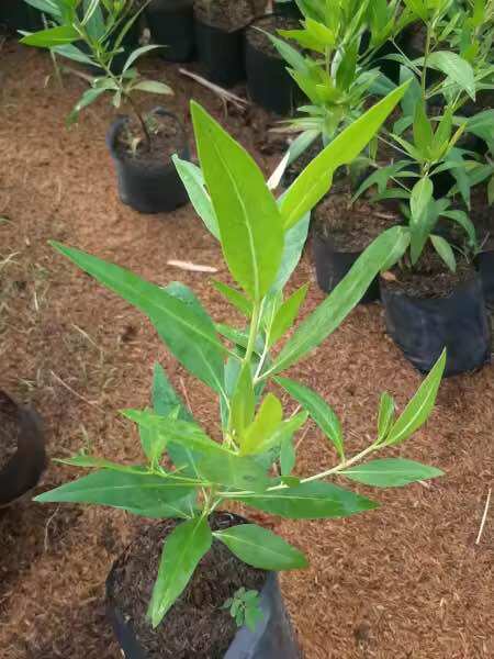 CONOCARPUS ERECTUS GOOD FOR FENCING | Lazada PH