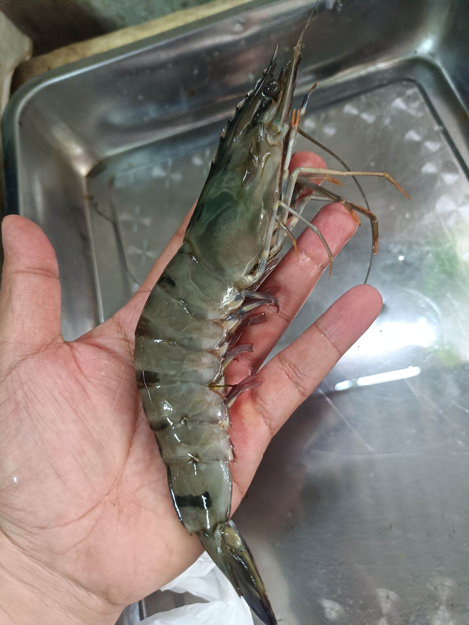 Tiger Prawn, Sugpo Tiger Prawn 13-16 pcs. 1kg | Lazada PH