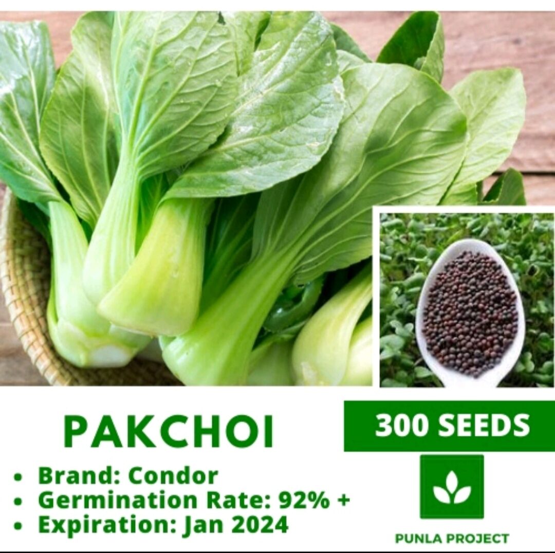 Bokchoy (300seeds) Pakchoi Pechay Green Shingkang repacked seeds ...