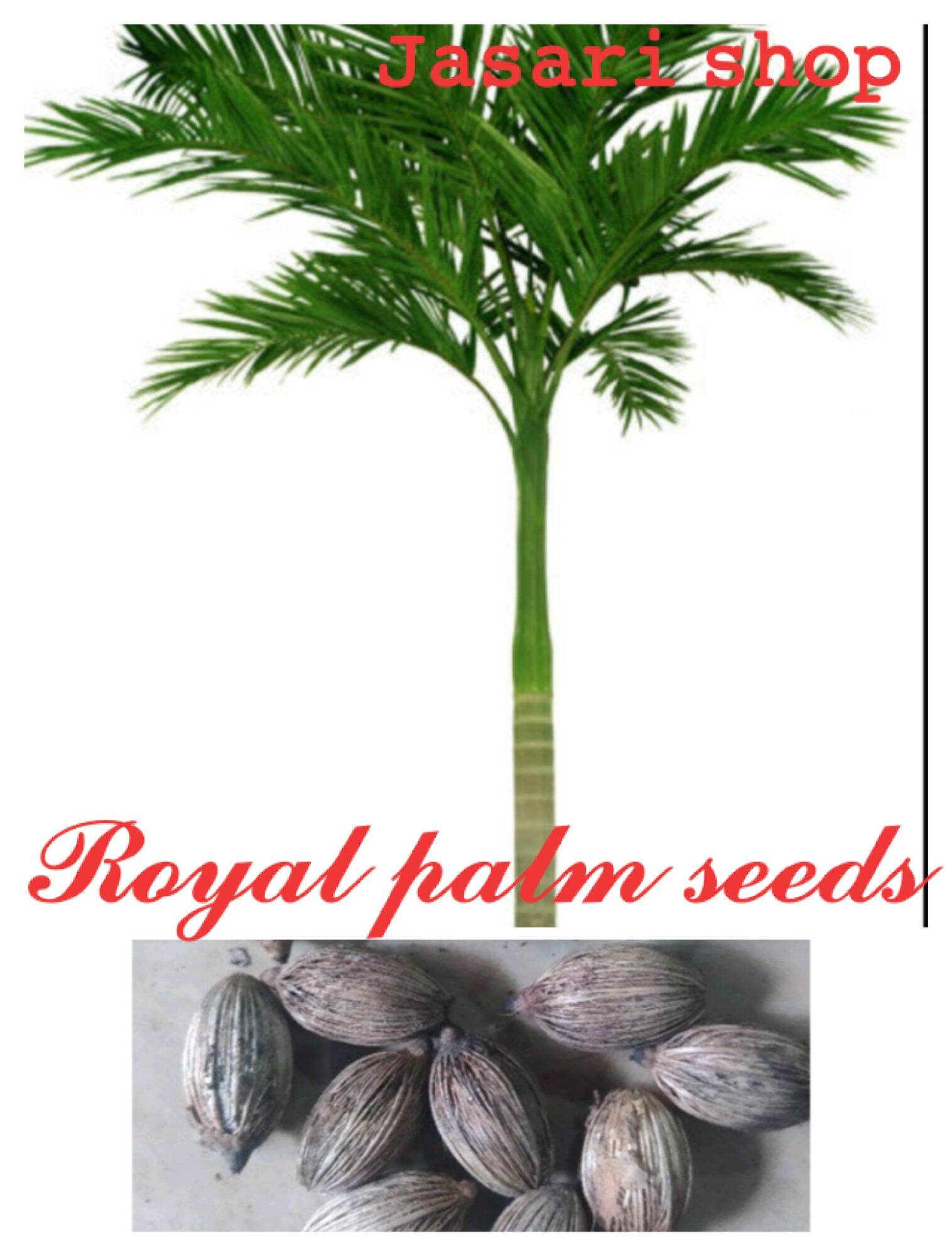 Royal palm tree ( 12 seeds) | Lazada PH