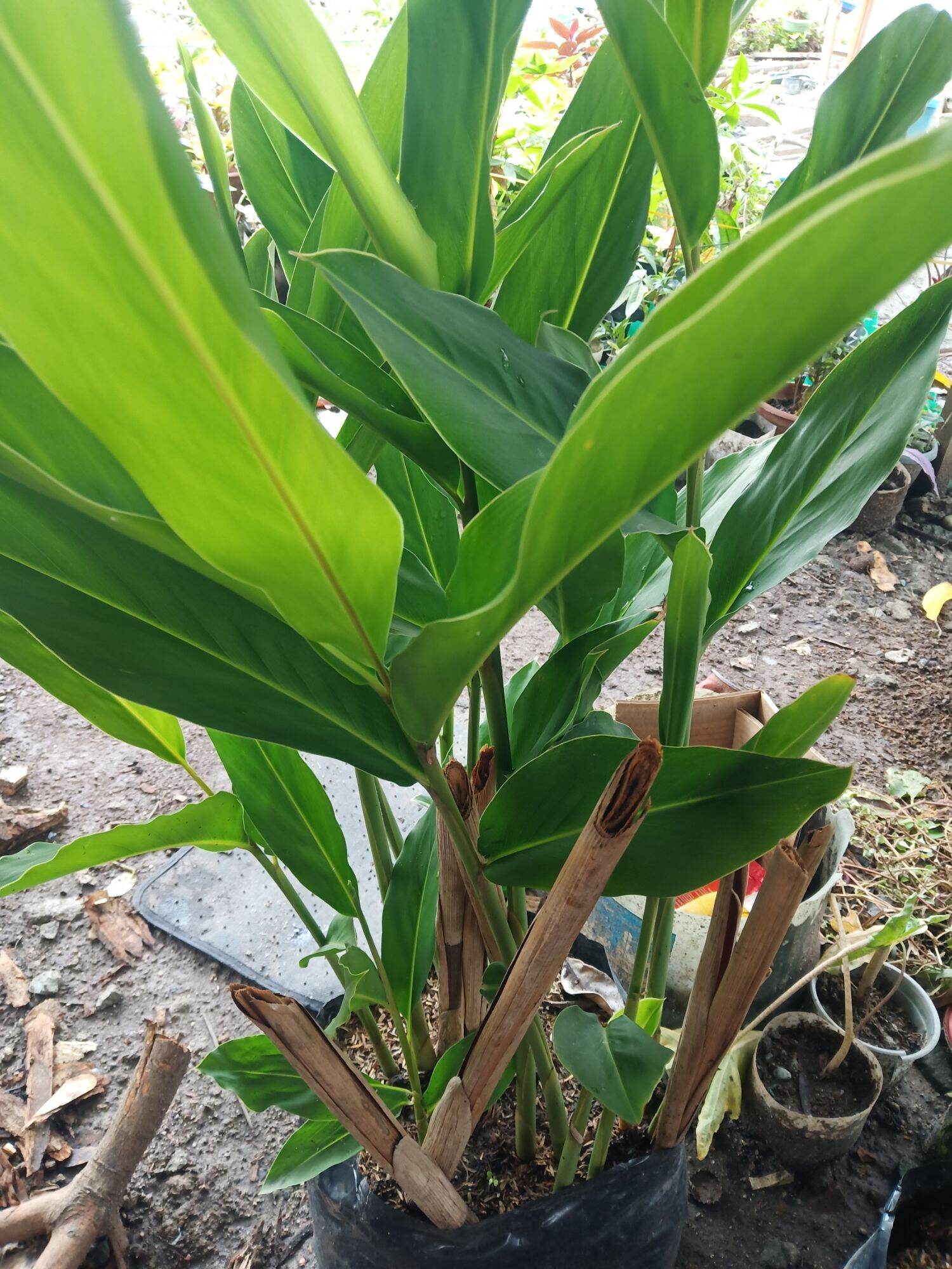 GALANGAL PLANTS | Lazada PH
