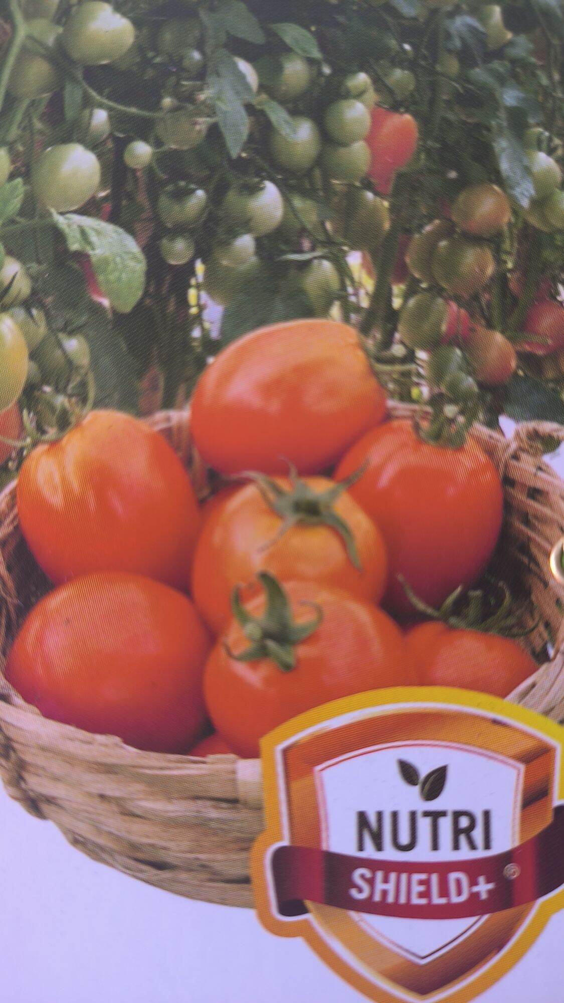 Diamante Max F1 Sachet Hybrid Tomato | Lazada PH