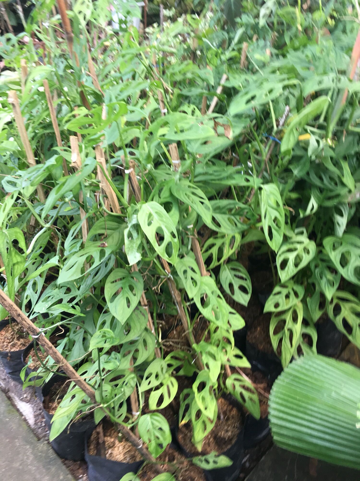 Monstera adansonii, established, rooted, full grown, matured | Lazada PH
