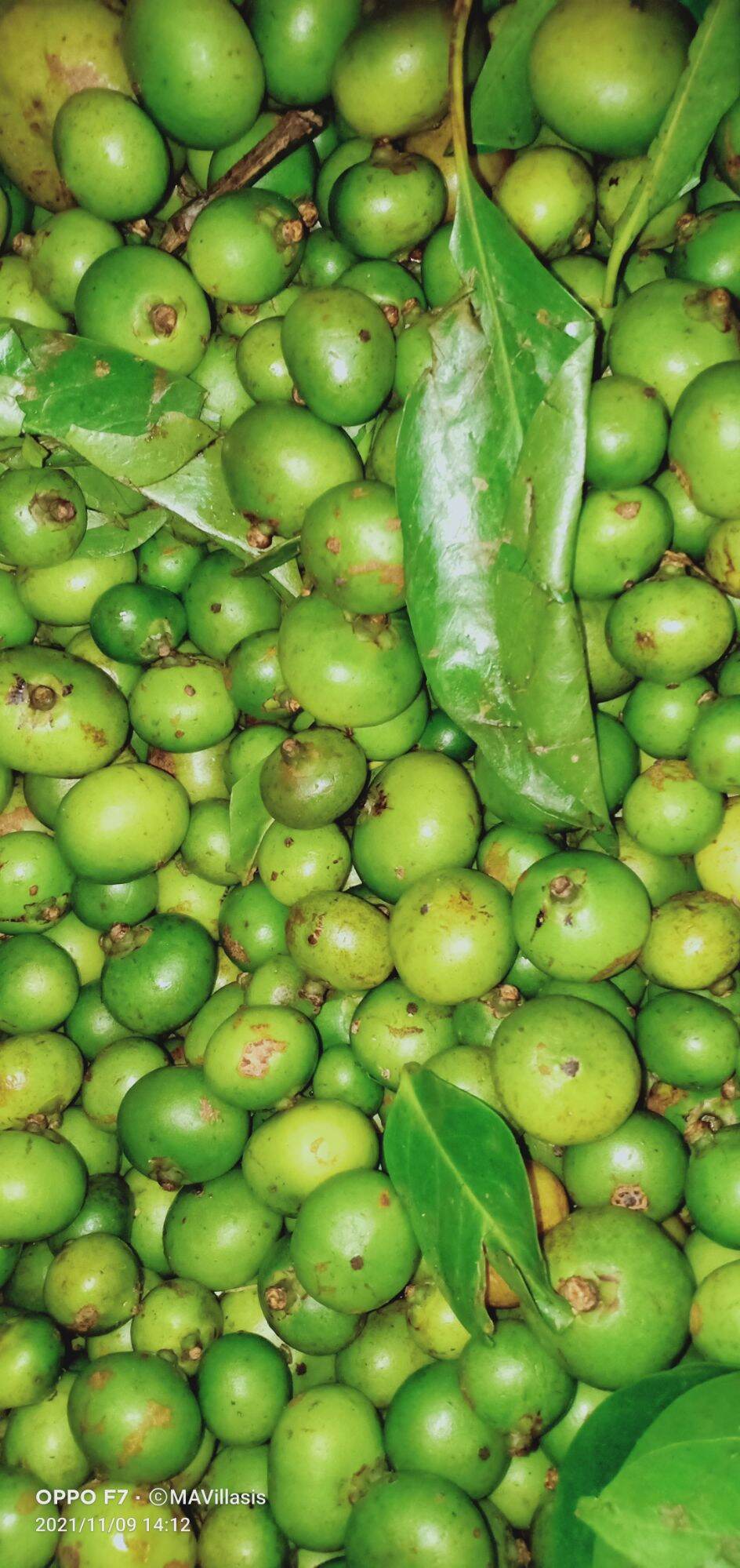 BATWAN 1kg | Lazada PH