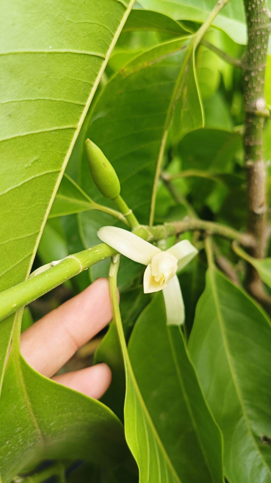 Champaca White Rare/ White Jade orchid tree Magnolia x Alba Grafted ...