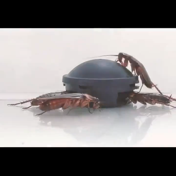 【new upgrade】Powerful Cockroach killer Cockroach eliminator Multi ...