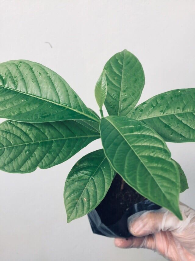 Banaba Plant | Lazada PH