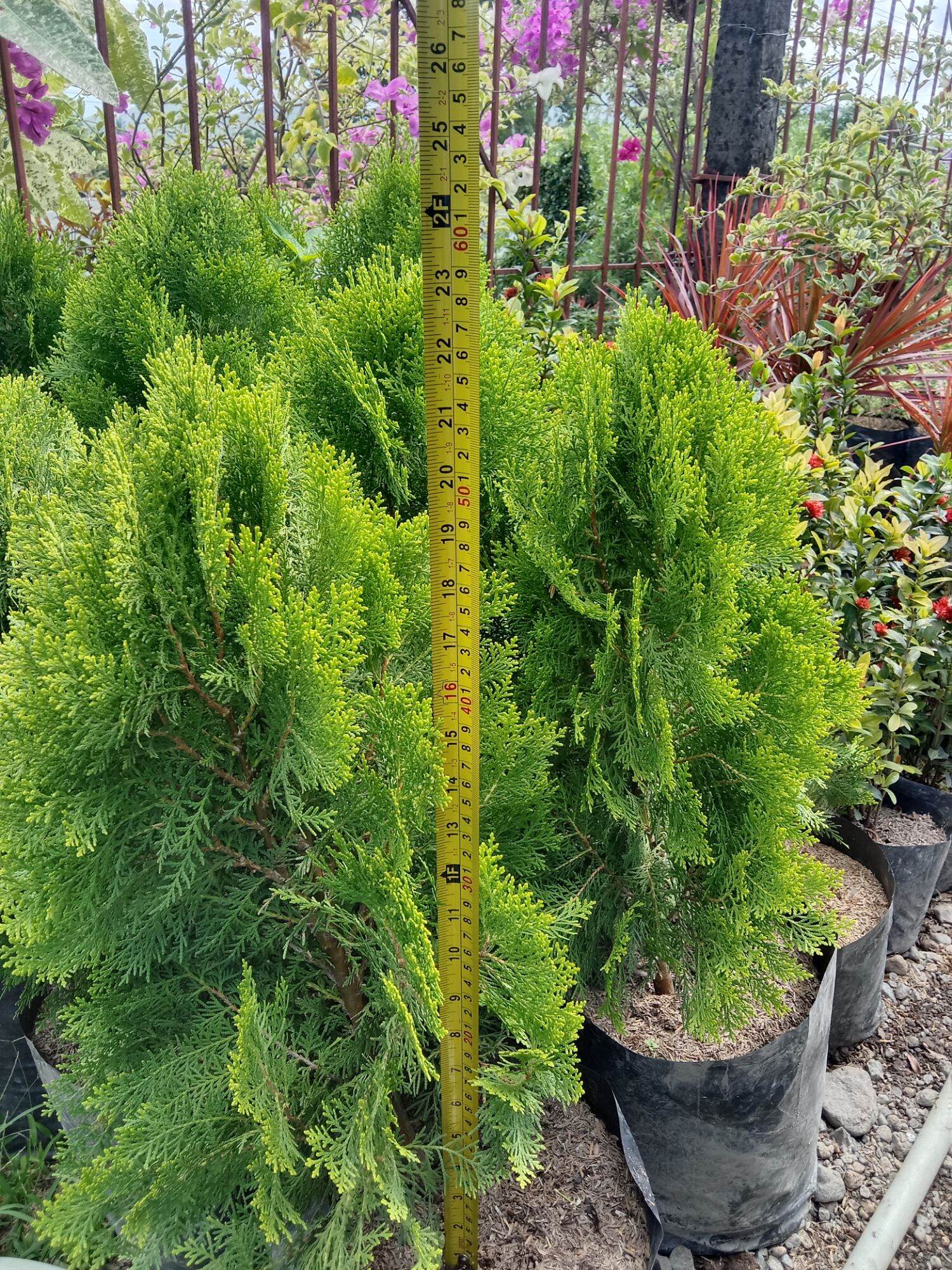 Cypress live Plants | Lazada PH