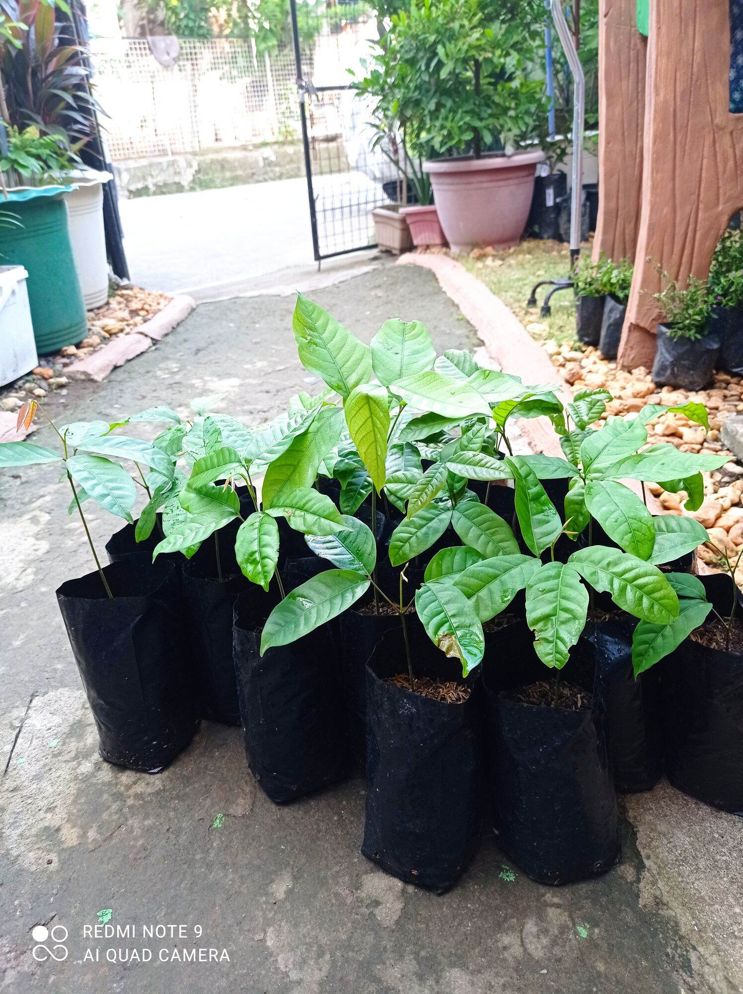 Rambutan seedling (RR variety or makapuno) | Lazada PH