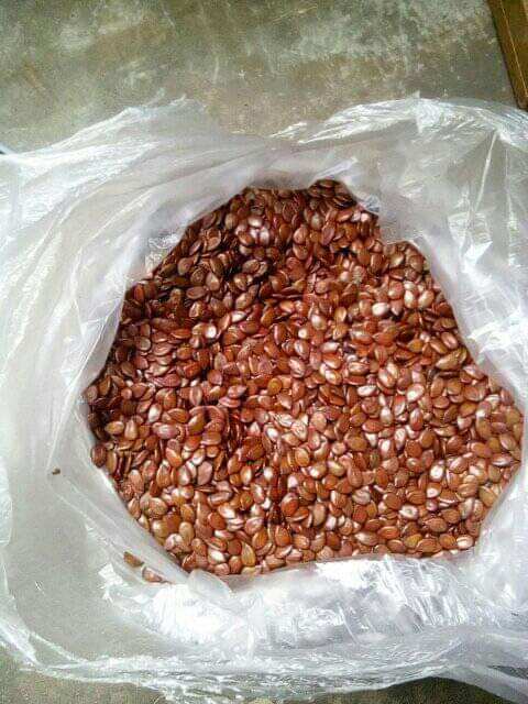 Ipil ipil seeds for planting(70seeds per pack) | Lazada PH