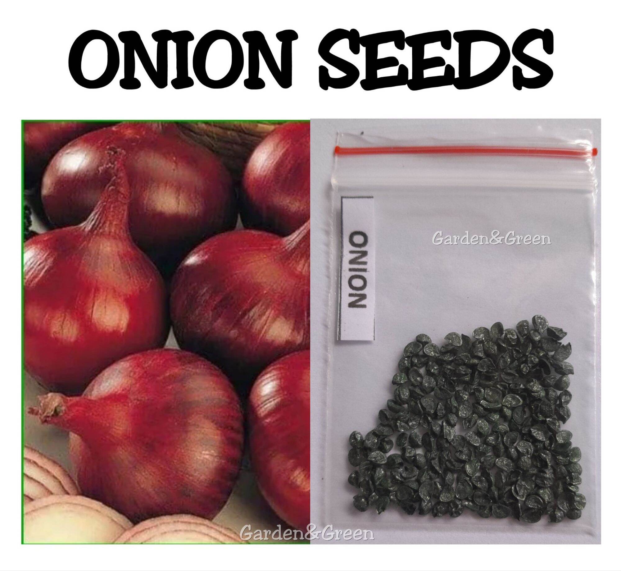 Onion Seeds Red Horse sibuyas seeds | Lazada PH