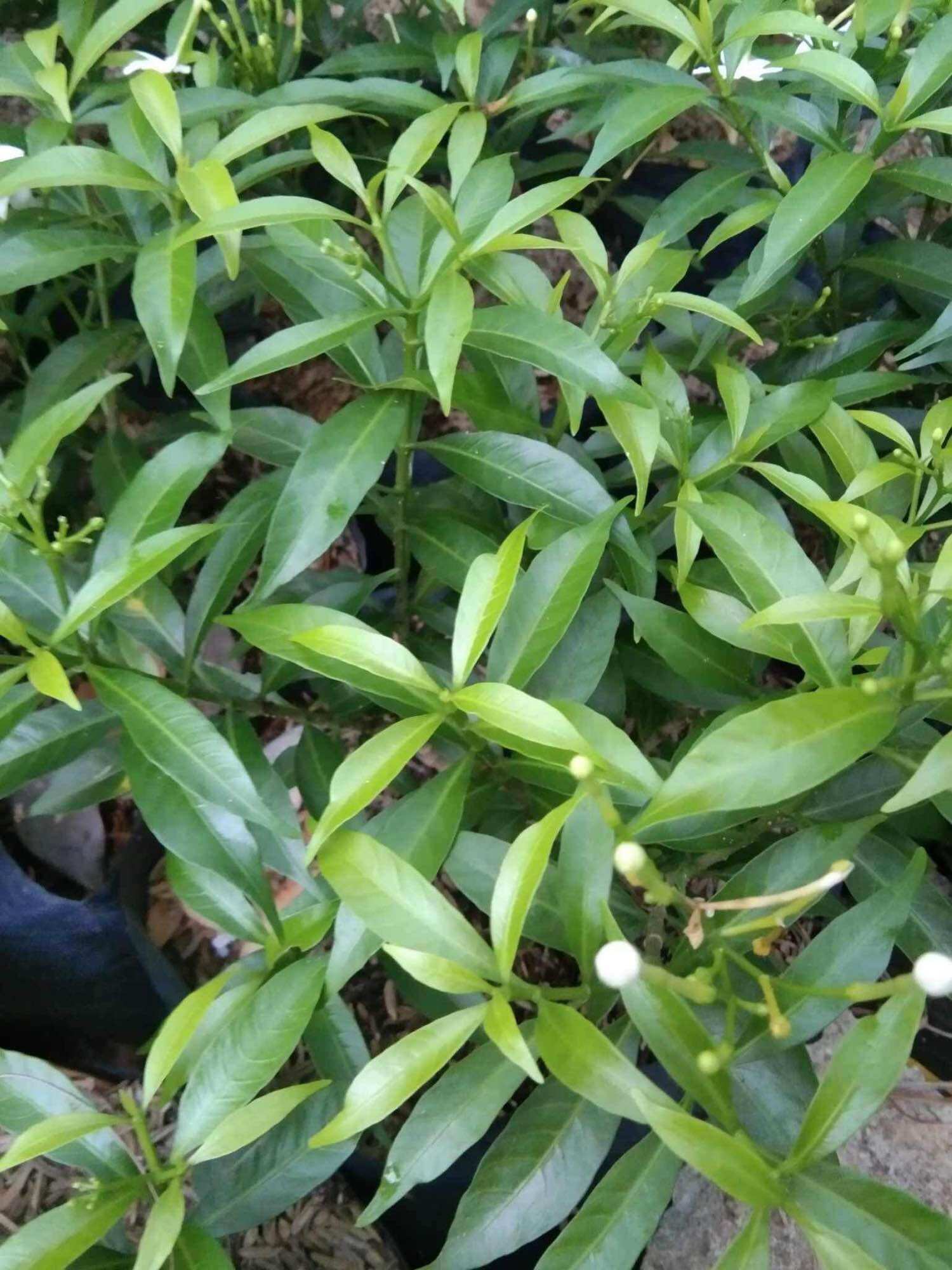 Dwarf pandakaki plant | Lazada PH