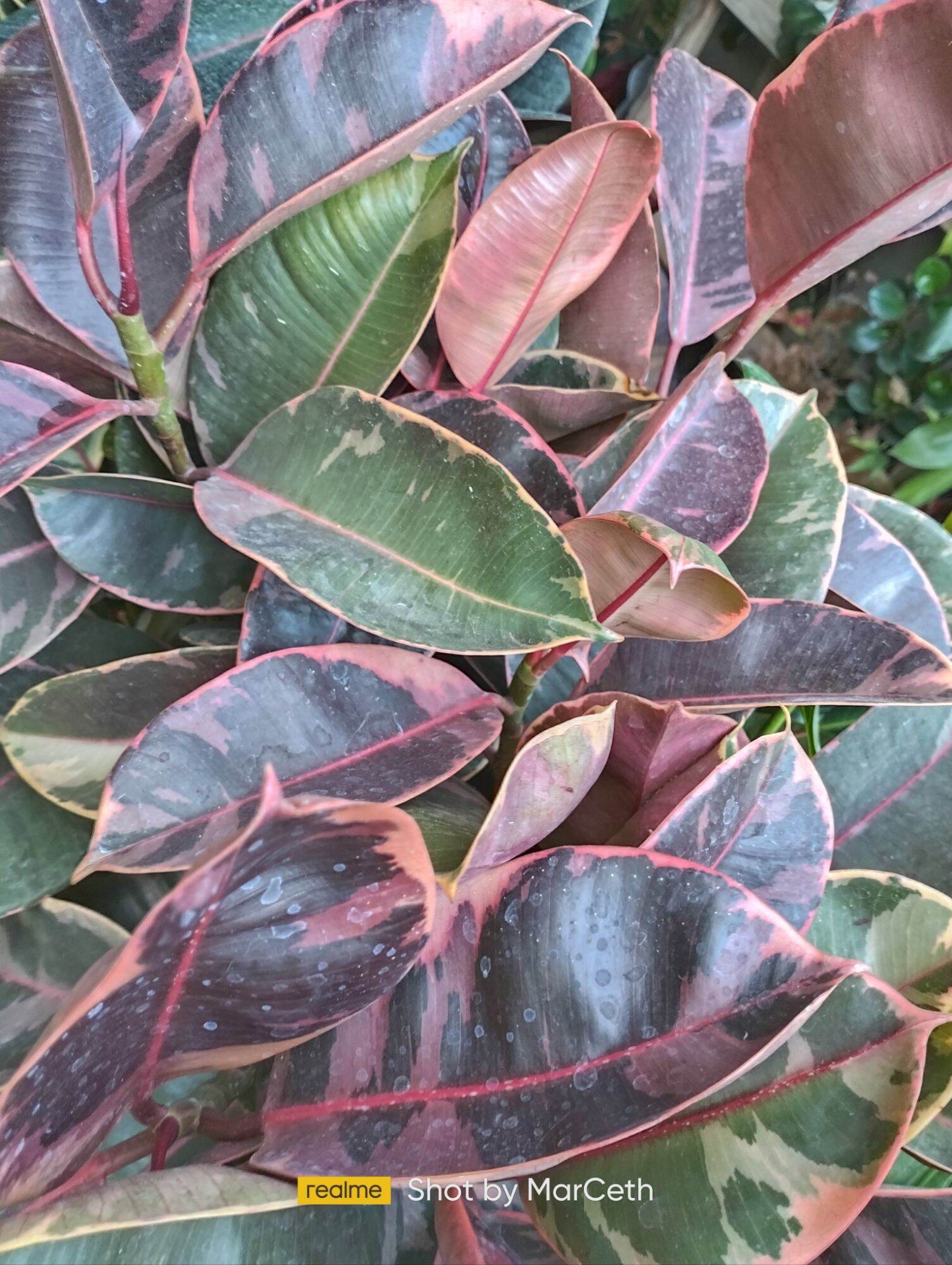 Malaysian Ruby Rubber Tree Big Size | Lazada PH