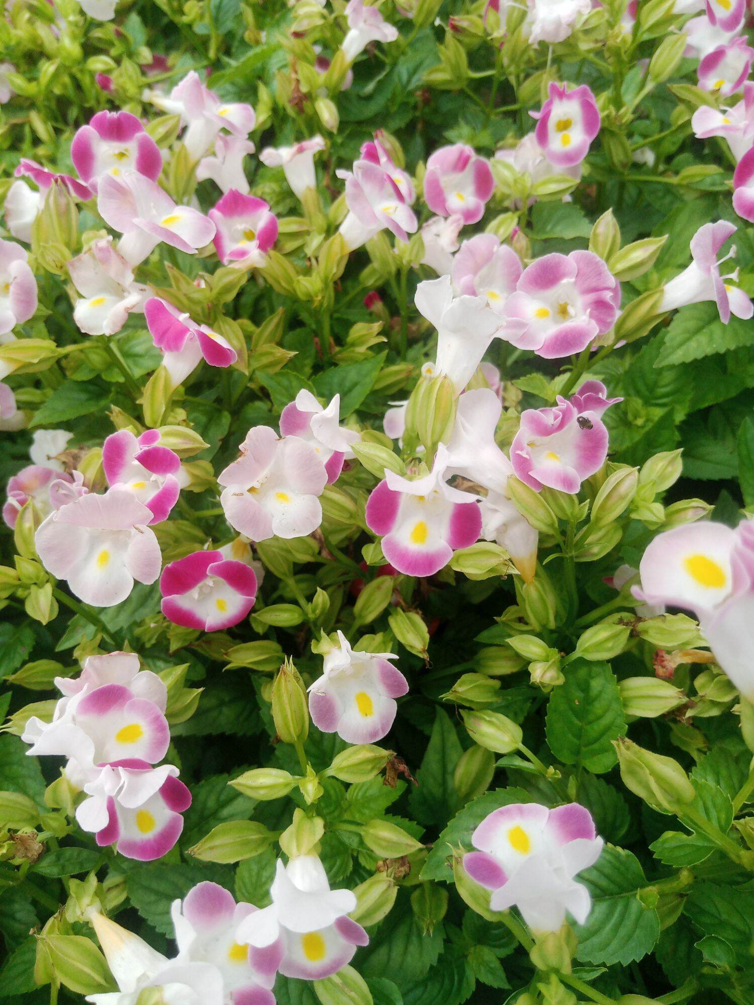 PINK BELL Free Pot and Free Fertilizer | Lazada PH