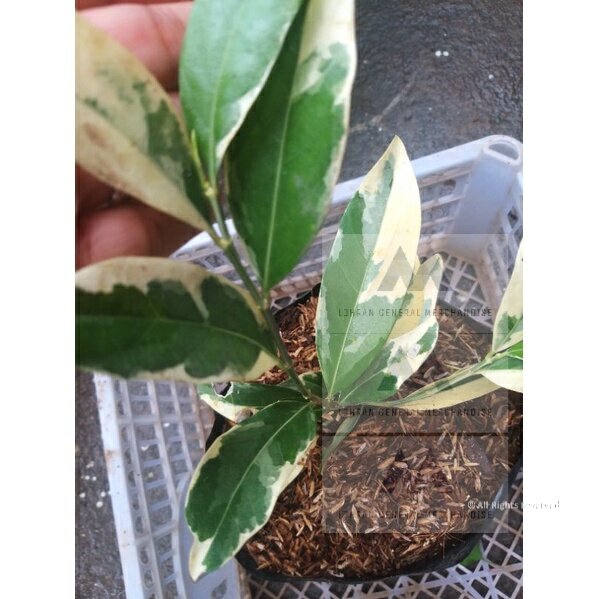 Matdo Variegated air layered seedlings/Suregada multiflora Rare Garden ...