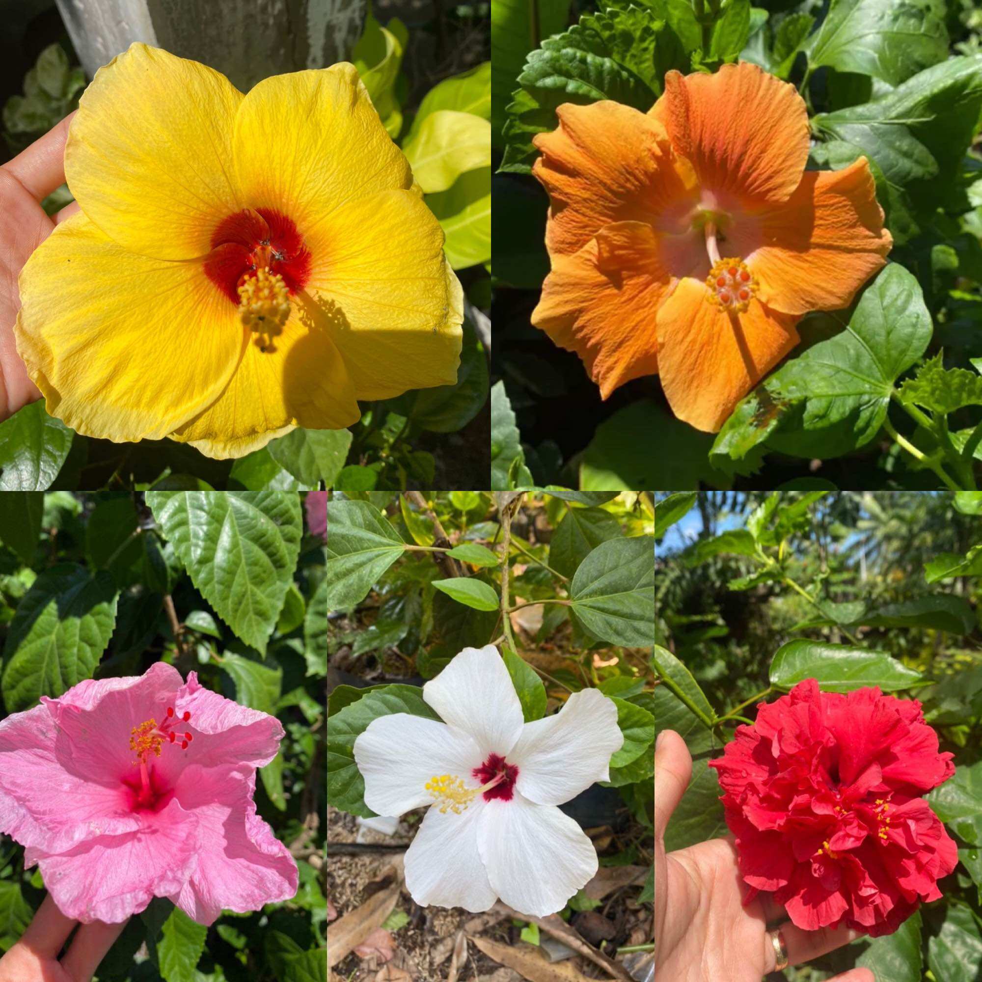 Gumamela Flower | Lazada PH