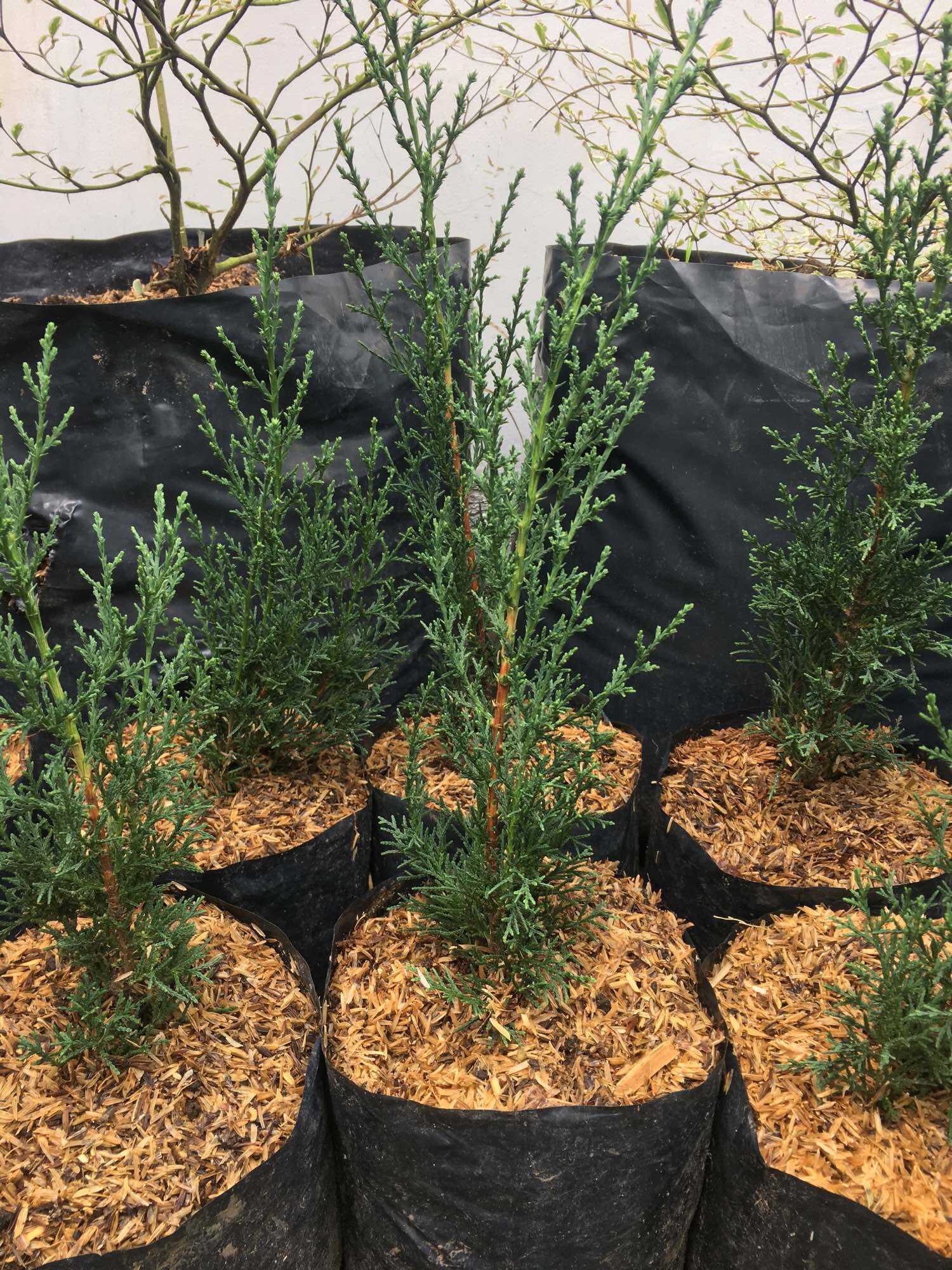 Italian pine tree or Italian cypress | Lazada PH